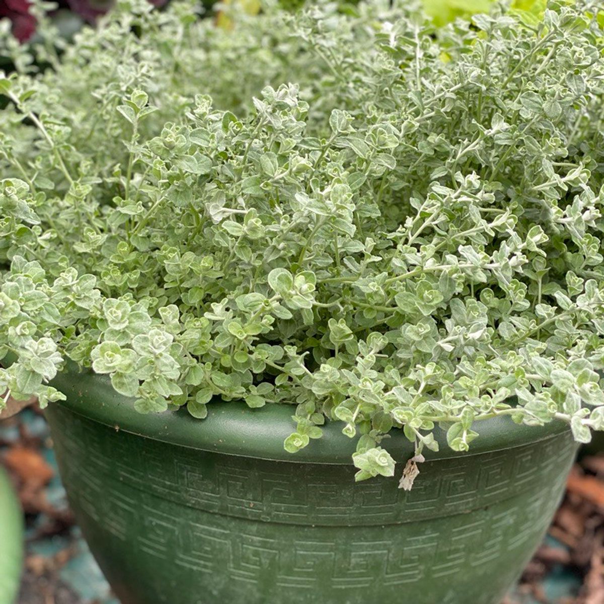 Helichrysum Silver Mist | 5 Large Plug Plants