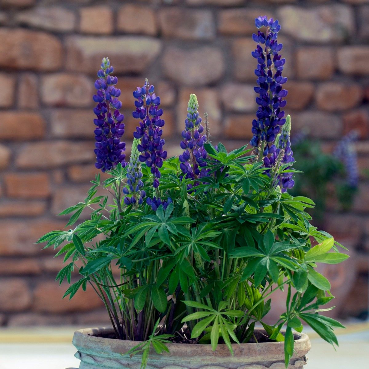 Lupinus Gallery Blue Shades (Lupin) | Garden Ready Perennial 9cm Pot