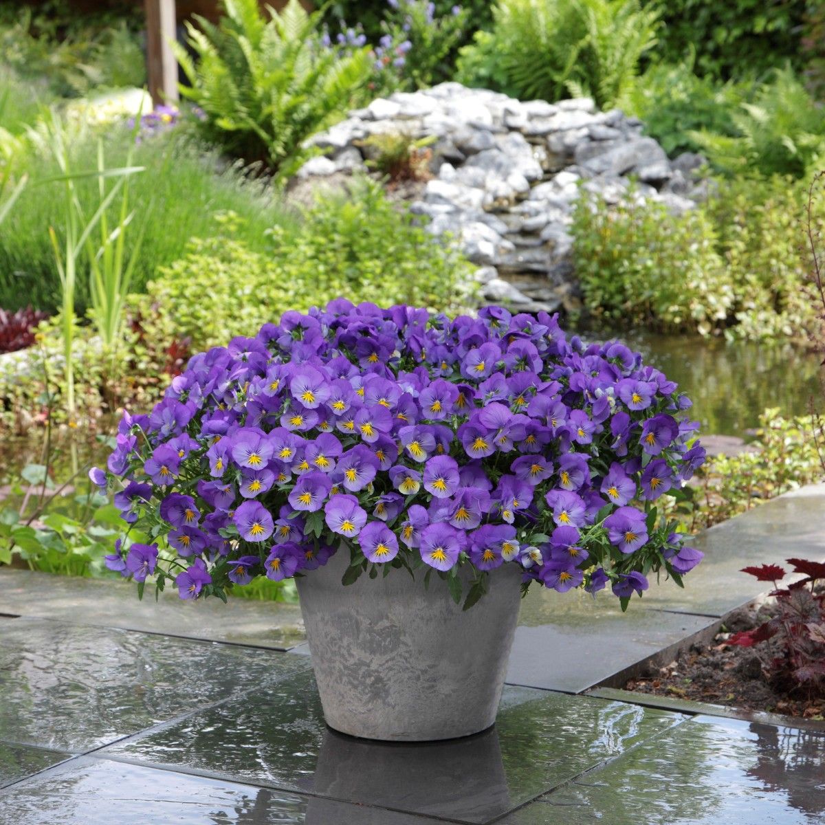 Pansy Cool Wave Blue Skies | Pack of 3 Garden Ready 6cm Peat Pots