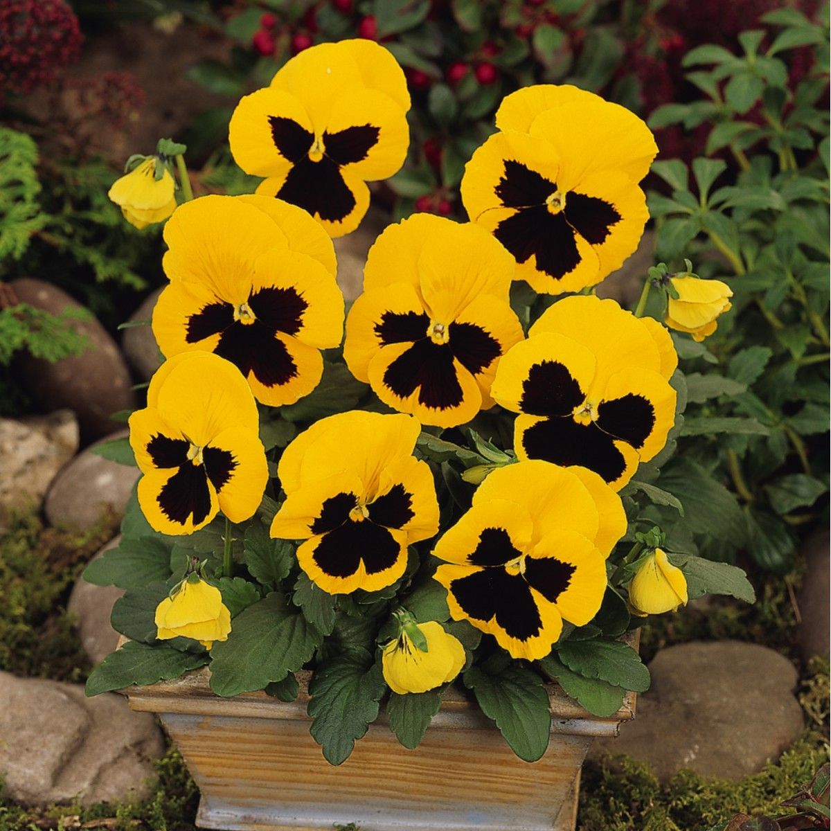 Pansy Matrix Yellow Blotch | Pack of 3 Garden Ready 7cm Pots