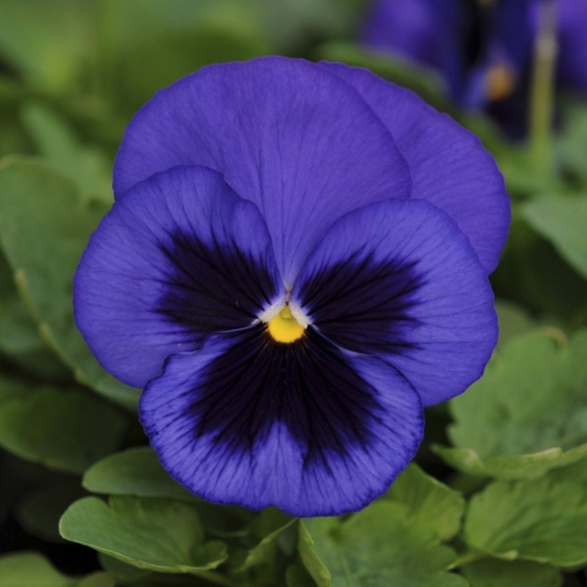 Pansy Matrix Blue Blotch | Pack of 3 Garden Ready 7cm Pots