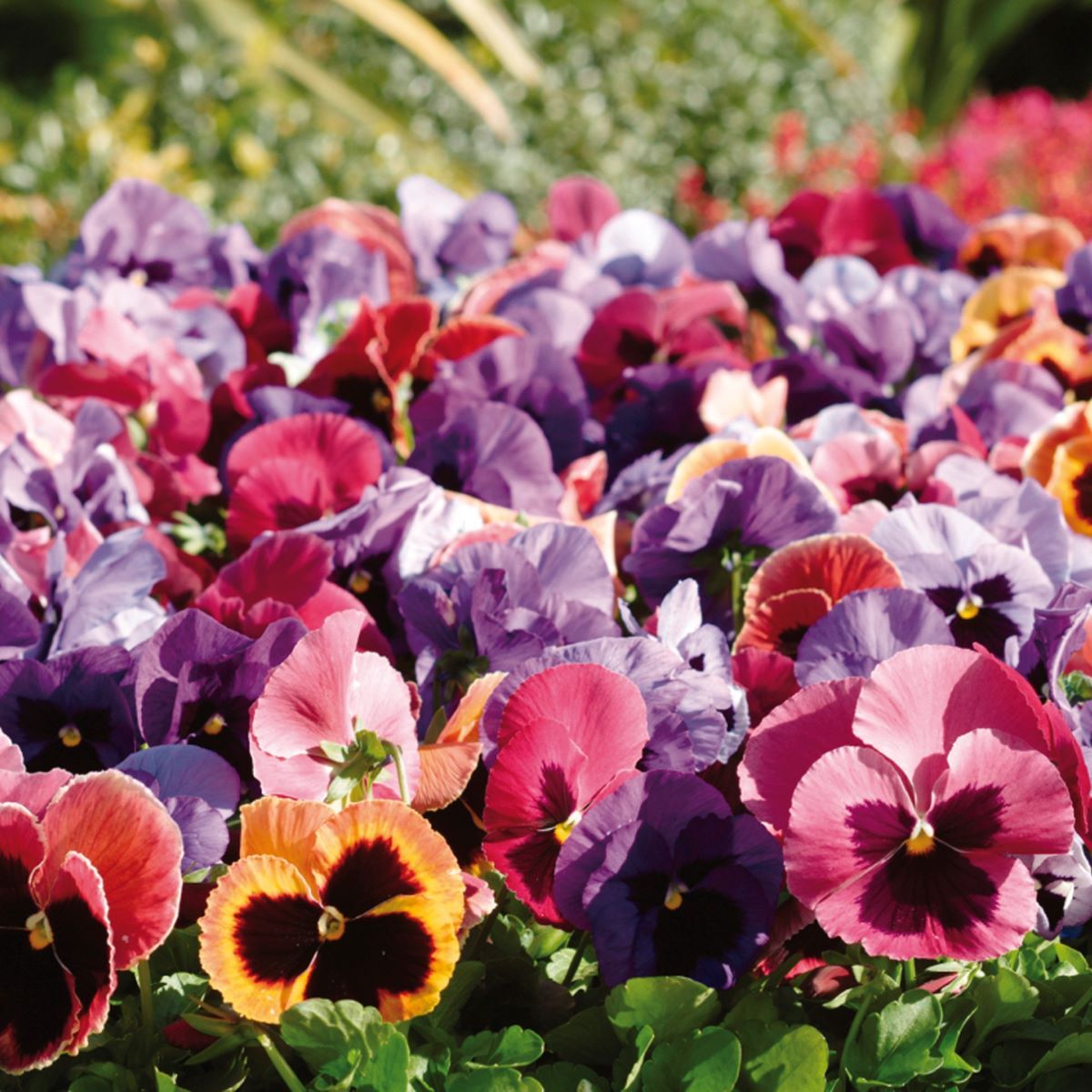 Pansy Matrix Coastal Sunrise Mix | Tray of 40 Plug Plants