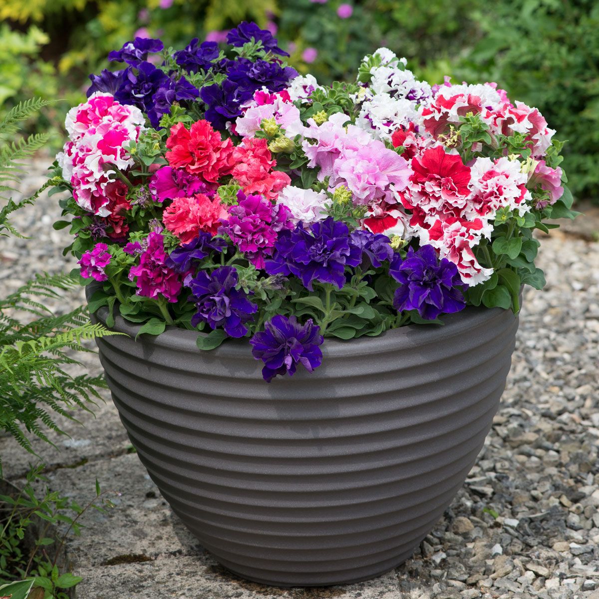 Petunia Duo Mixed (Double Petunias) | Tray of 40 Plug Plants