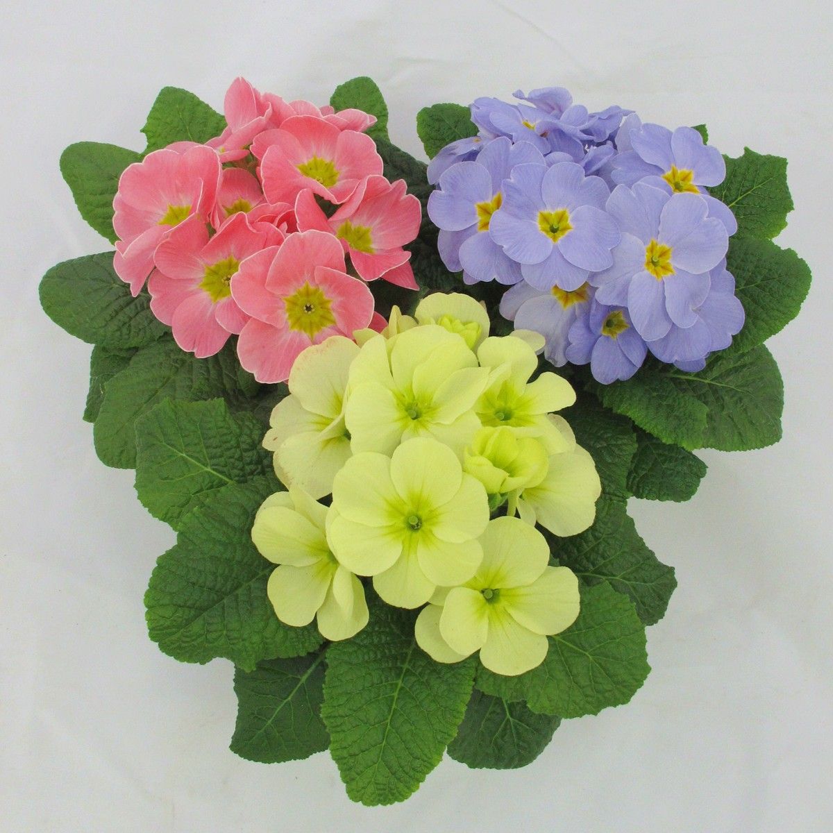 Primrose Candy Mixed | Tray of 40 Plug Plants