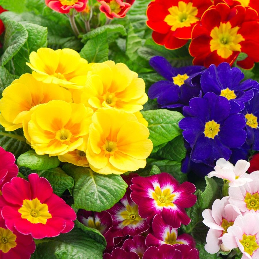 Primrose Fruelo Mixed | Tray of 350 Plug Plants