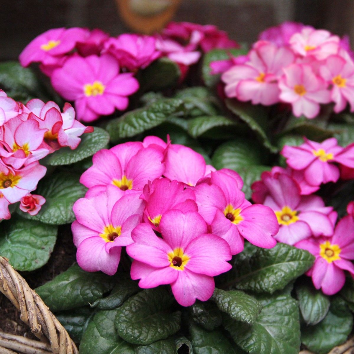 Primrose Tinkerbells | Tray of 40 Plug Plants