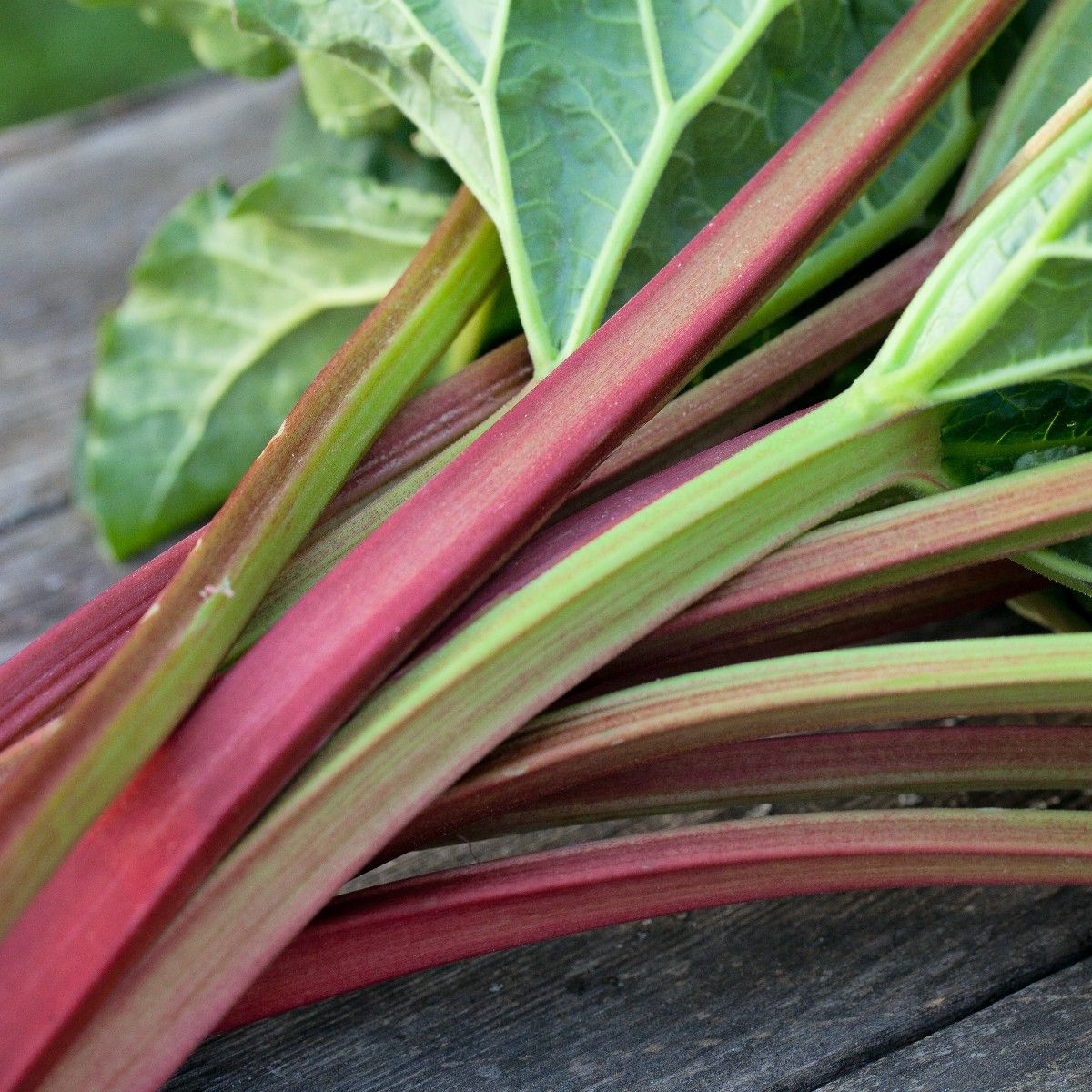 Rhubarb Victoria | Pack of 3 Garden Ready 6cm Peat Pots