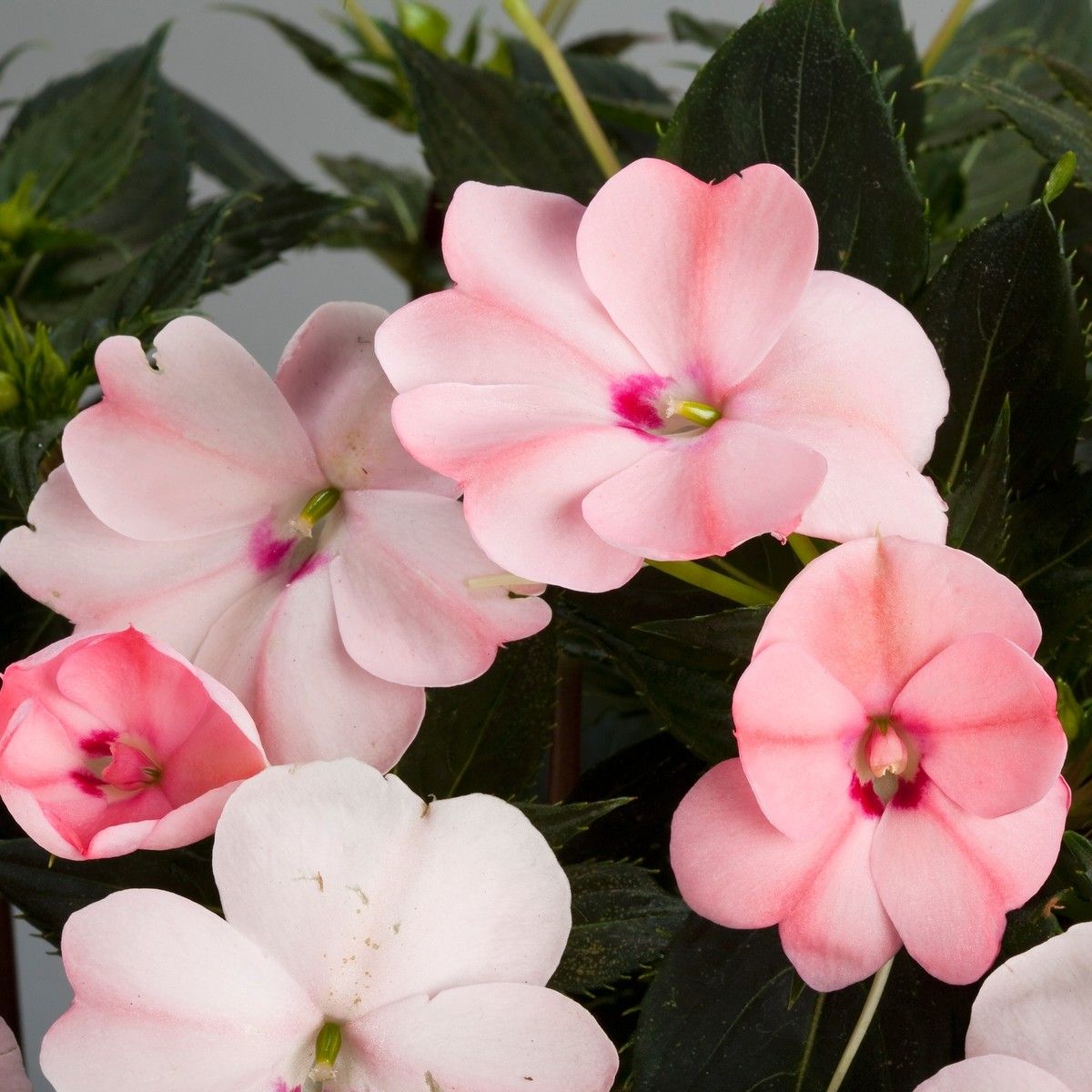 SunPatiens Compact Blush Pink | 5 Large Plug Plants