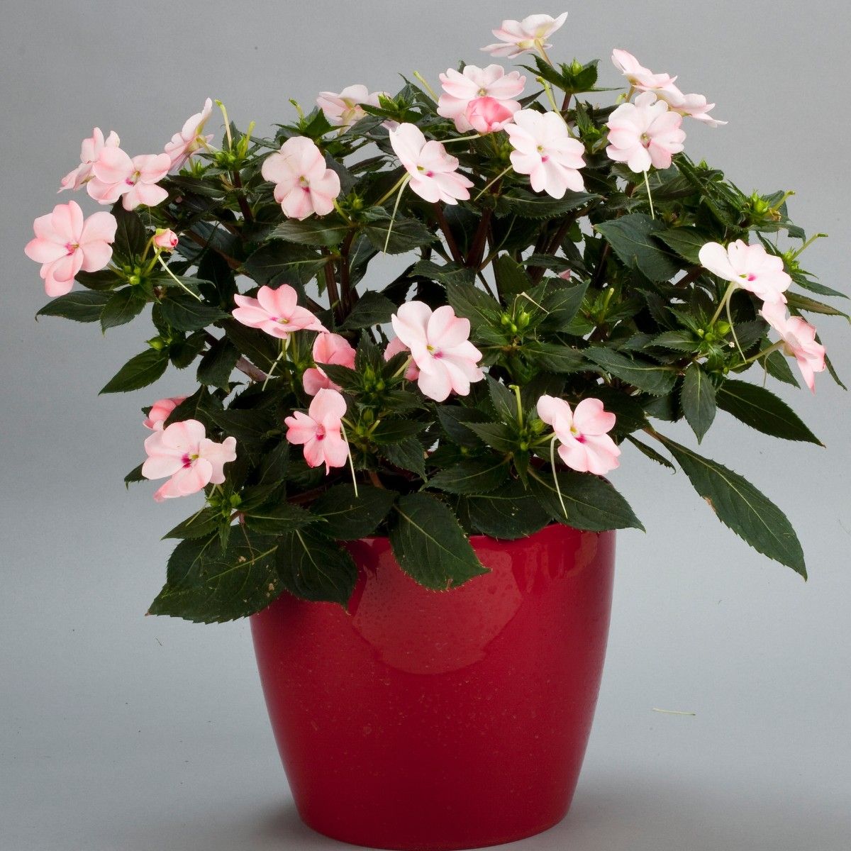 SunPatiens Compact Blush Pink | 5 Large Plug Plants