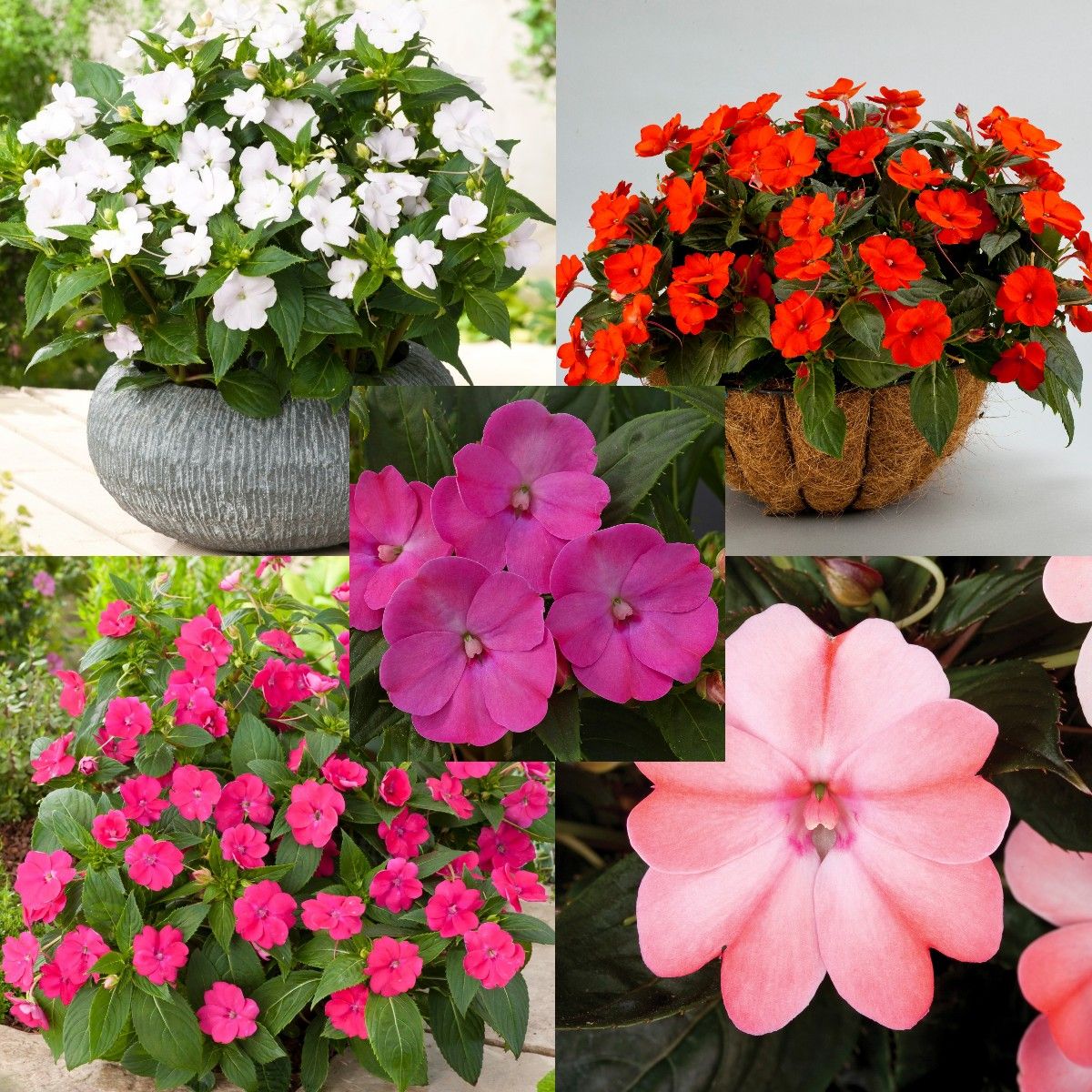 SunPatiens Collection | 5 Large Plug Plants