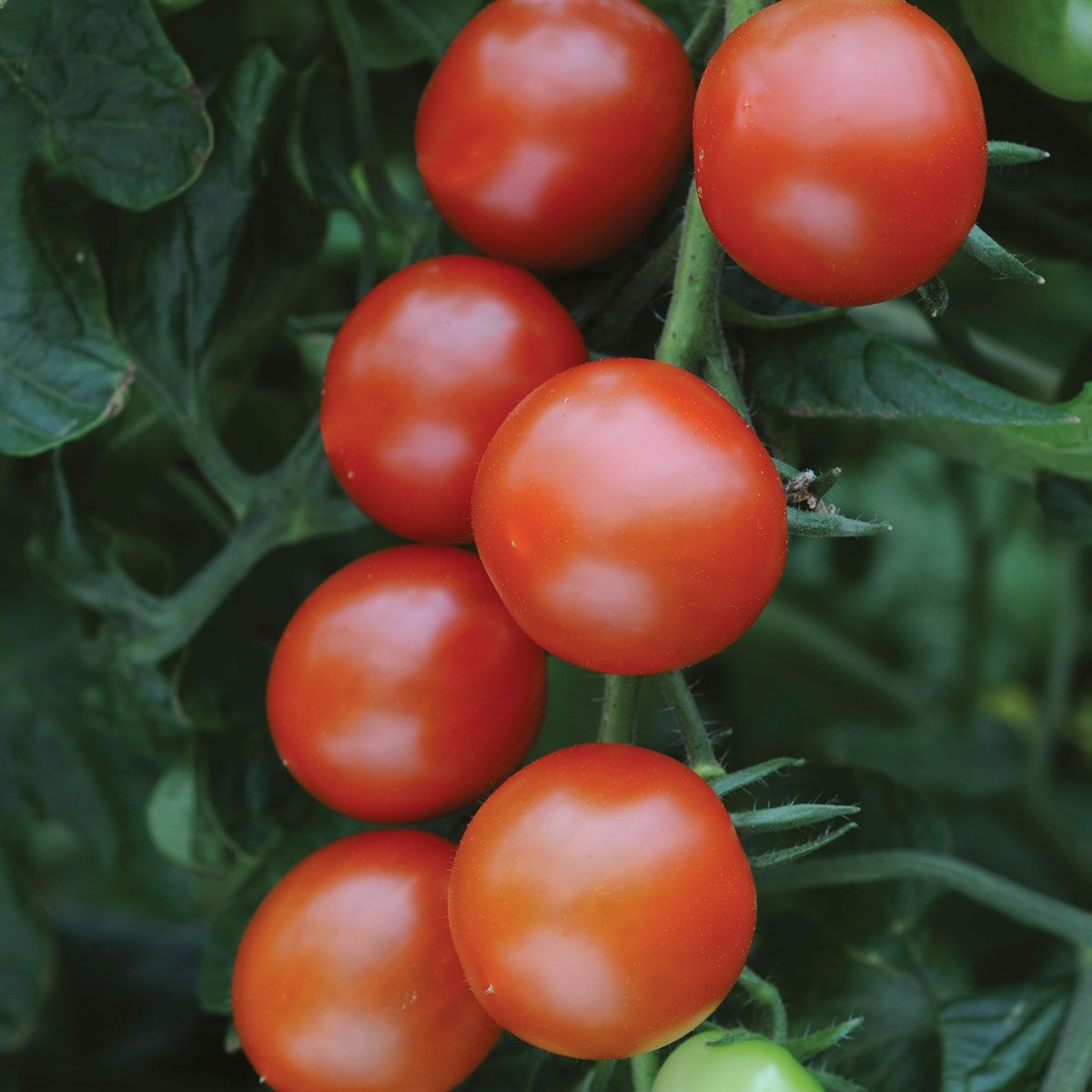 Tomato Sweet Million F1 | 3 x 6cm Potted Tomato Plants