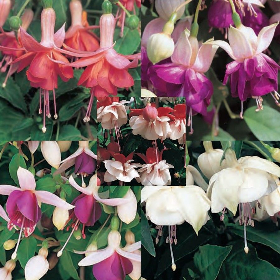 Trailing Fuchsia Collection | 5 Large Plug Plants