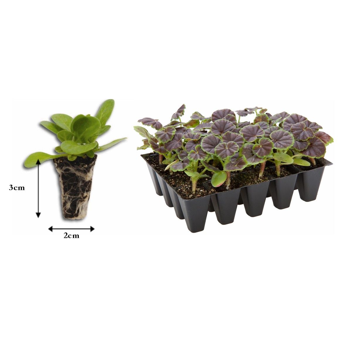 Geranium Horizon Scarlet | Tray of 20 Plug Plants