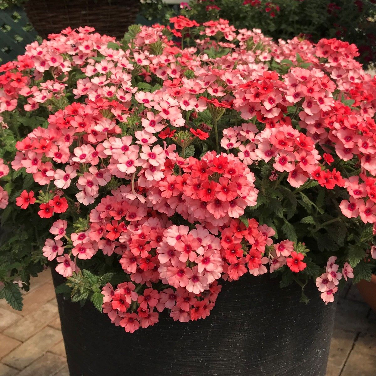 Verbena Showboat Mango Orange (Spreading) | 5 Large Plug Plants