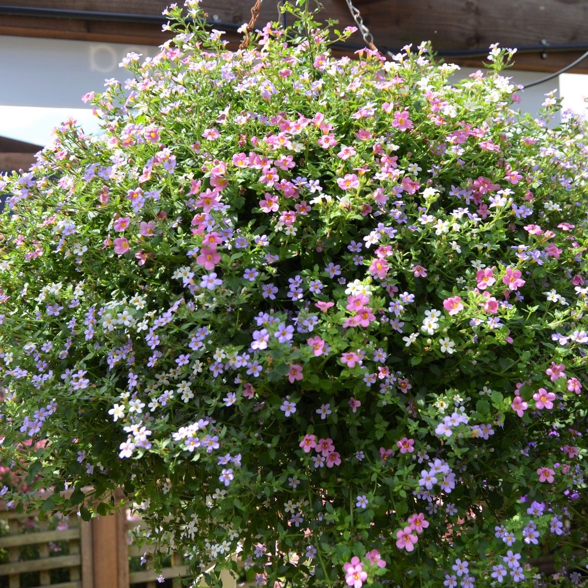 Bacopa Topia Mixed | Tray of 230 Plug Plants