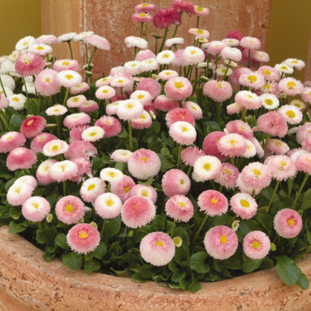 Bellis Tasso Strawberry & Cream | Tray of 40 Plug Plants