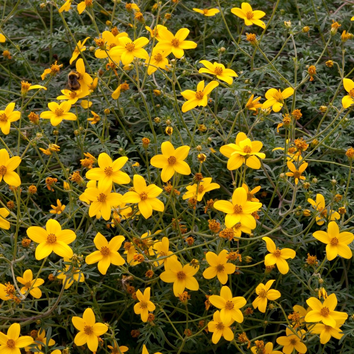 Bidens Aurea | Tray of 84 Large Plug Plants