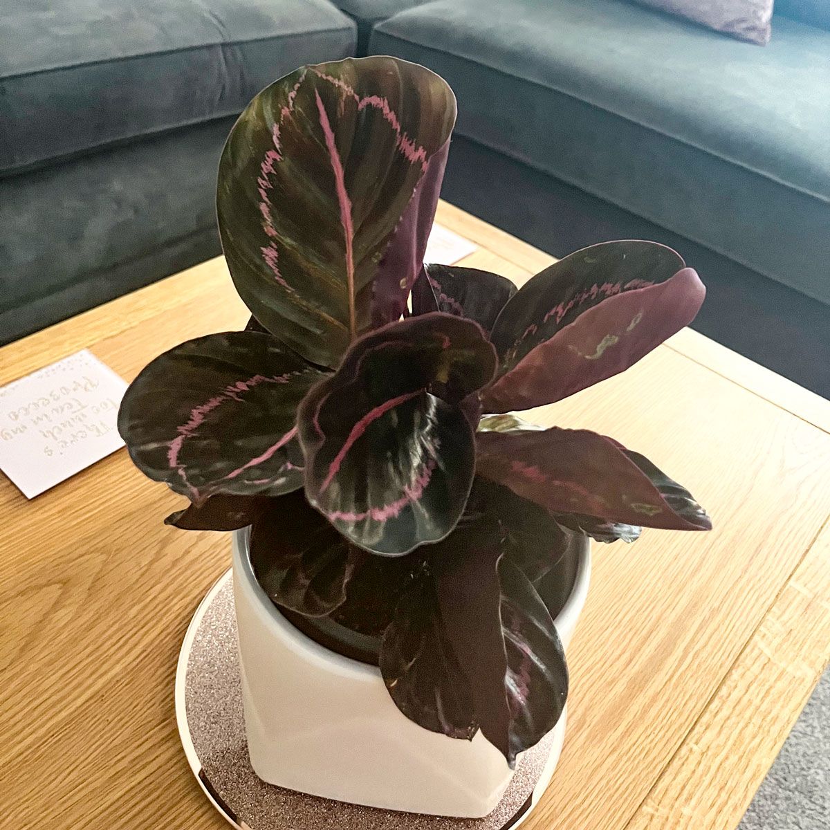 Calathea Roseo Picta | Houseplant 13cm Pot