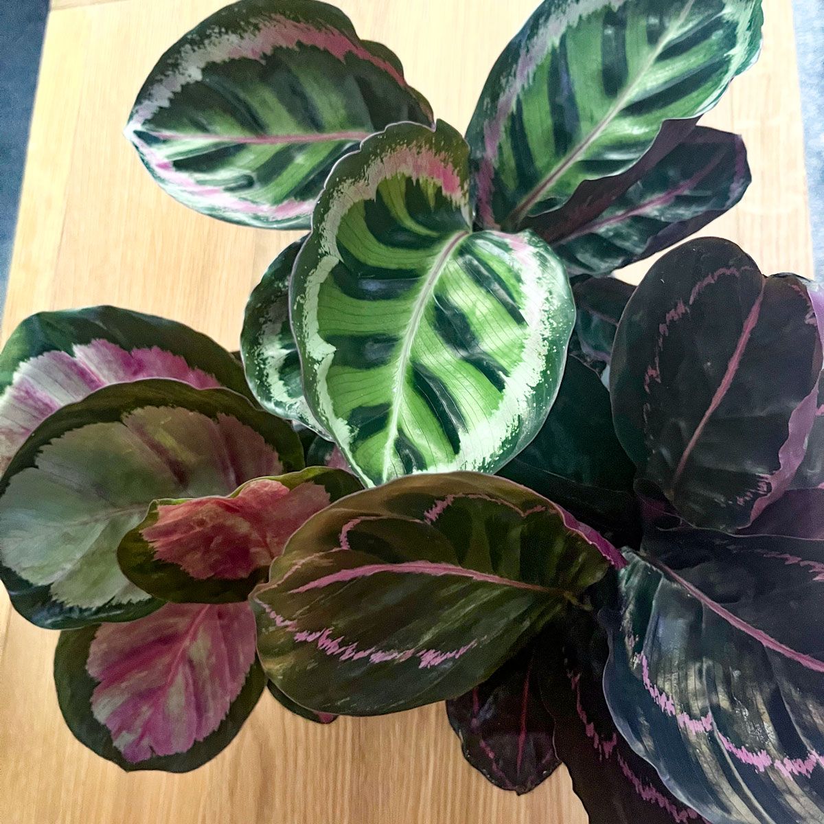 Calathea Roseo Picta | Houseplant 13cm Pot