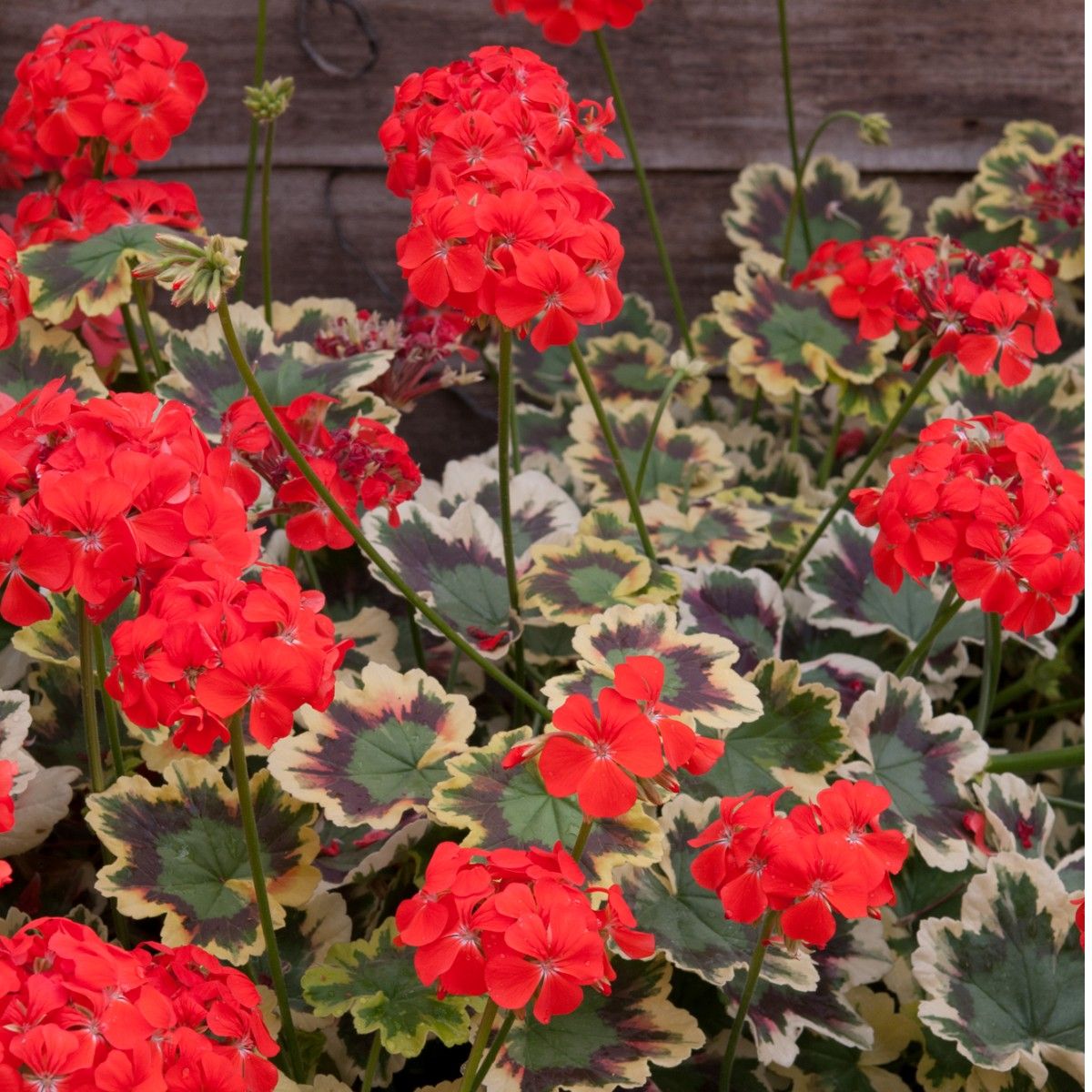 Geranium Variegated Mrs Pollock | 5 Large Plug Plants