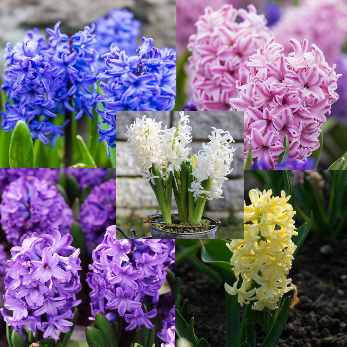 Hyacinthus Bedding 'Mixed' | 3 Bulbs Per Pack