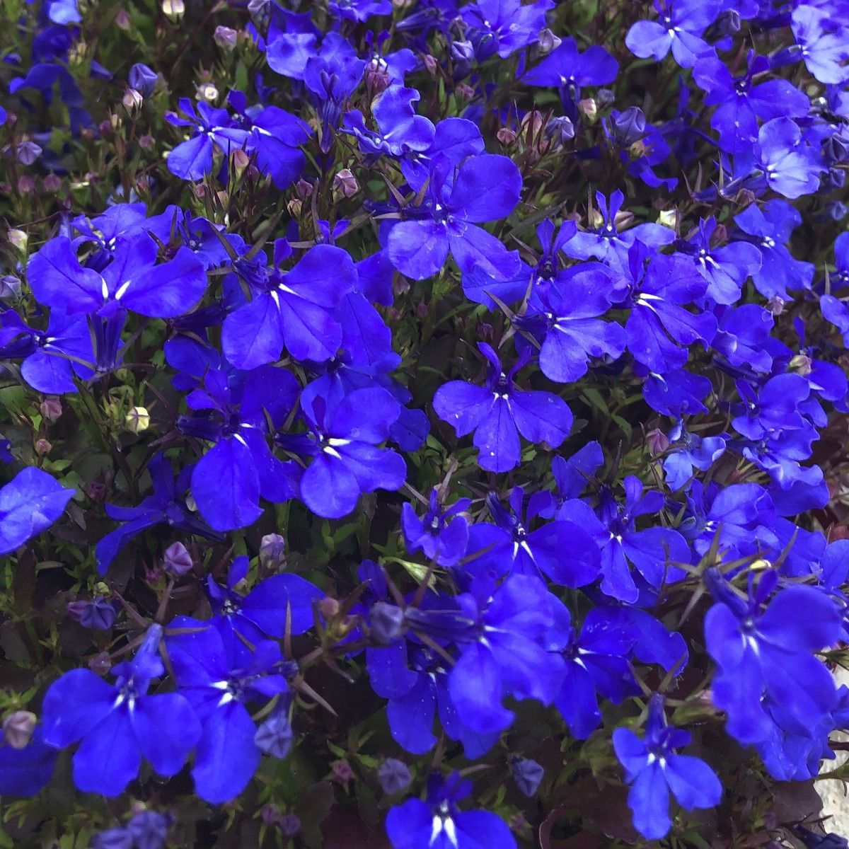Lobelia Crystal Palace (Bush/Upright) | Tray of 40 Plug Plants