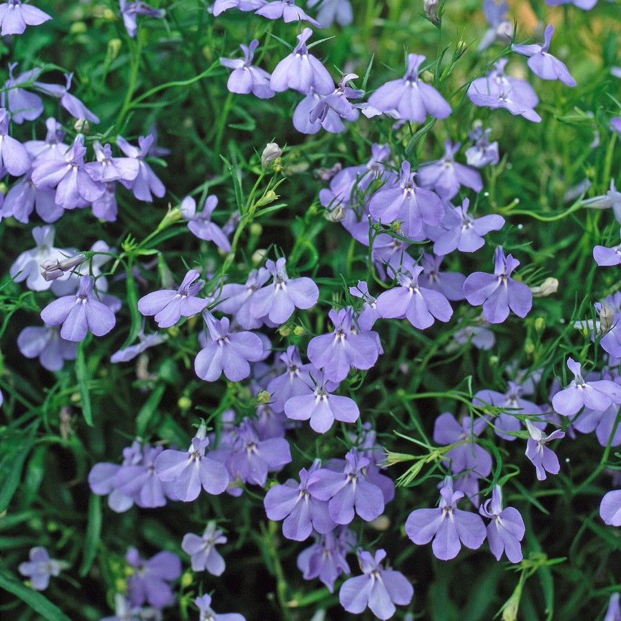 Lobelia Trailing Fountain Blue | Tray of 350 Plug Plants