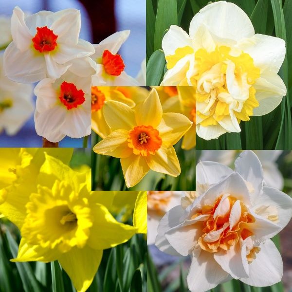Narcissus 'Mixed' - Daffodil Bulbs| 50 Bulbs