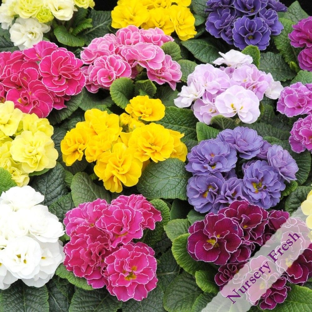 Primrose Rubens Mixed | Pack of 3 Garden Ready 7cm Pots