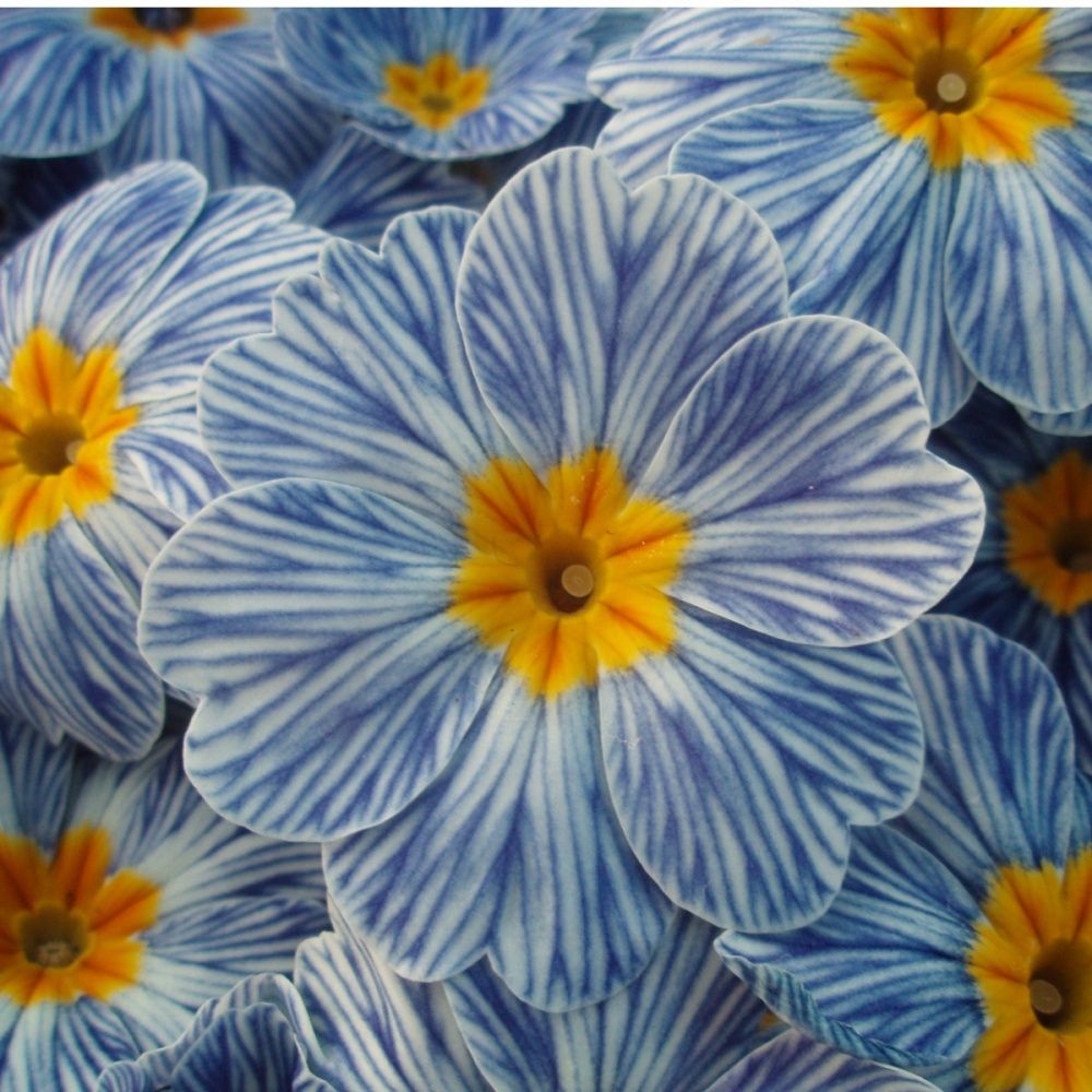 Primrose Zebra Blue |Tray of 40 Plug Plants