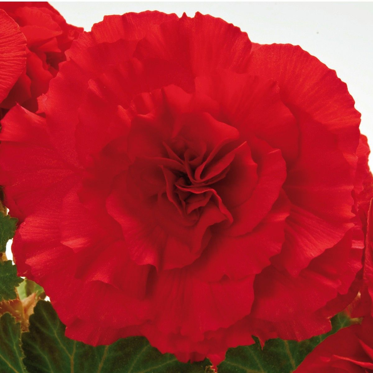 Begonia Non Stop Red | 5 Large Plug Plants