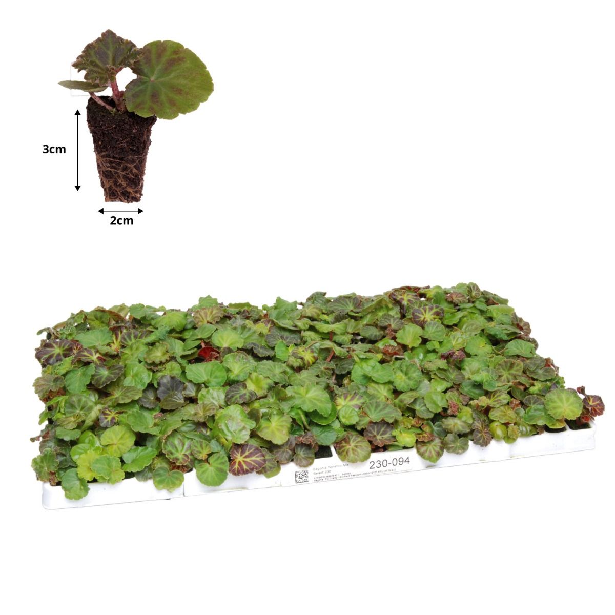 Begonia Non Stop Mocca Mixed| Tray of 230 Plug Plants