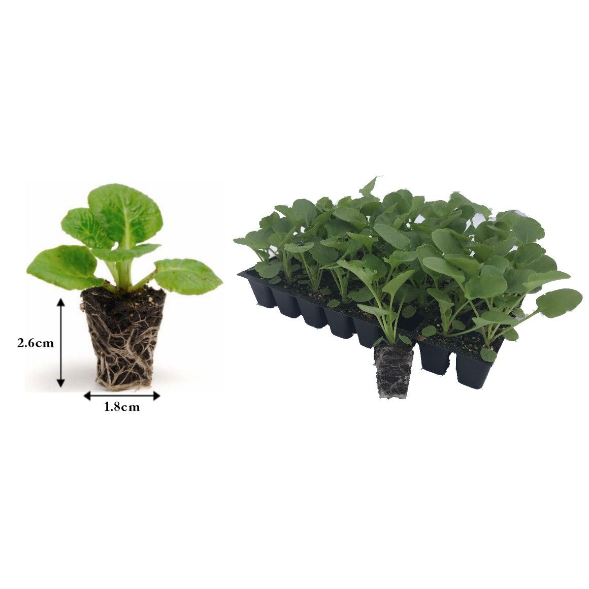 Primrose Everlast | Tray of 40 Plug Plants