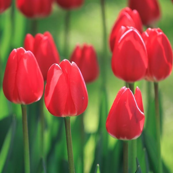 Tulip Apeldoorn| 10 Bulbs per Pack