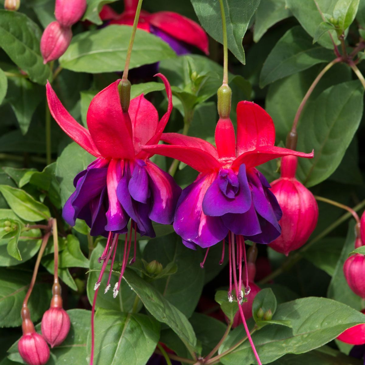 Giant Fuchsia Voodoo | 3 x 6cm Garden Ready Biodegradable Potted Plants