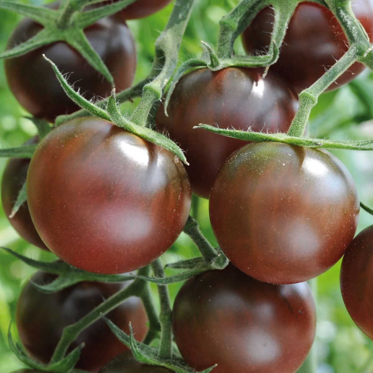 Tomato Chocolate Cherry | 3 x 6cm Potted Tomato Plants