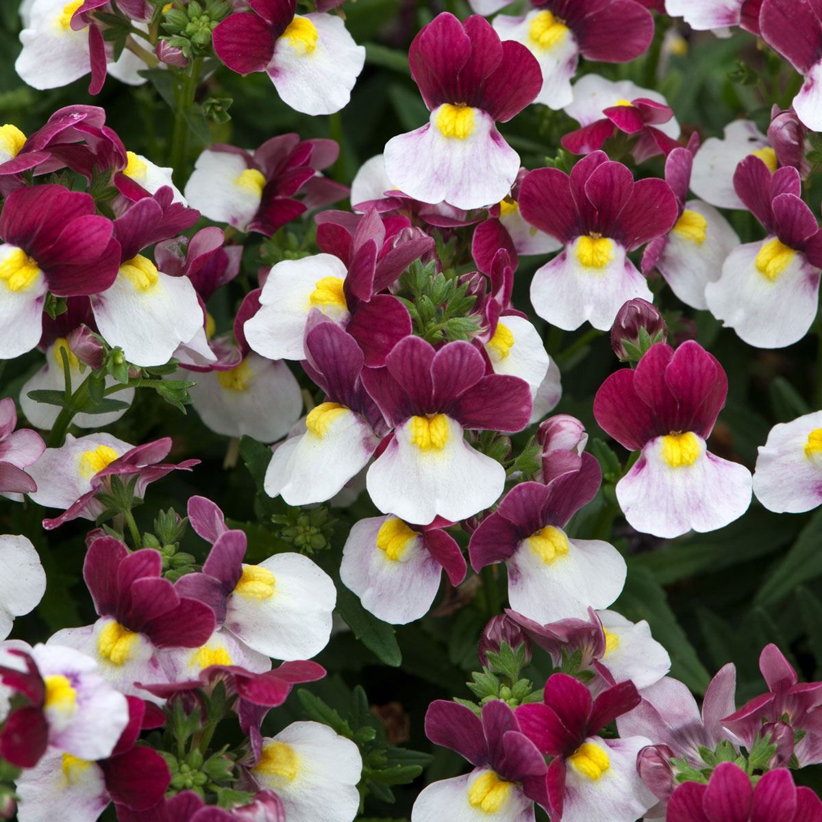 Nemesia Lady Emma | 5 Large Plug Plants
