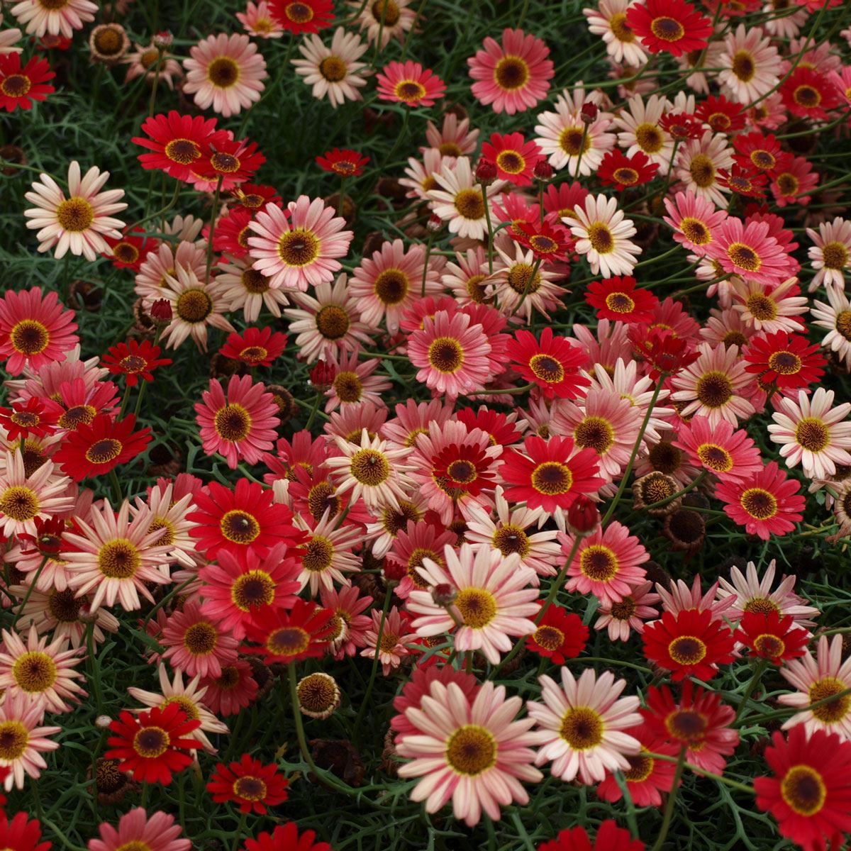 Argyranthemum Grandaisy Multicolour Rose Red | 5 Large Plug Plants