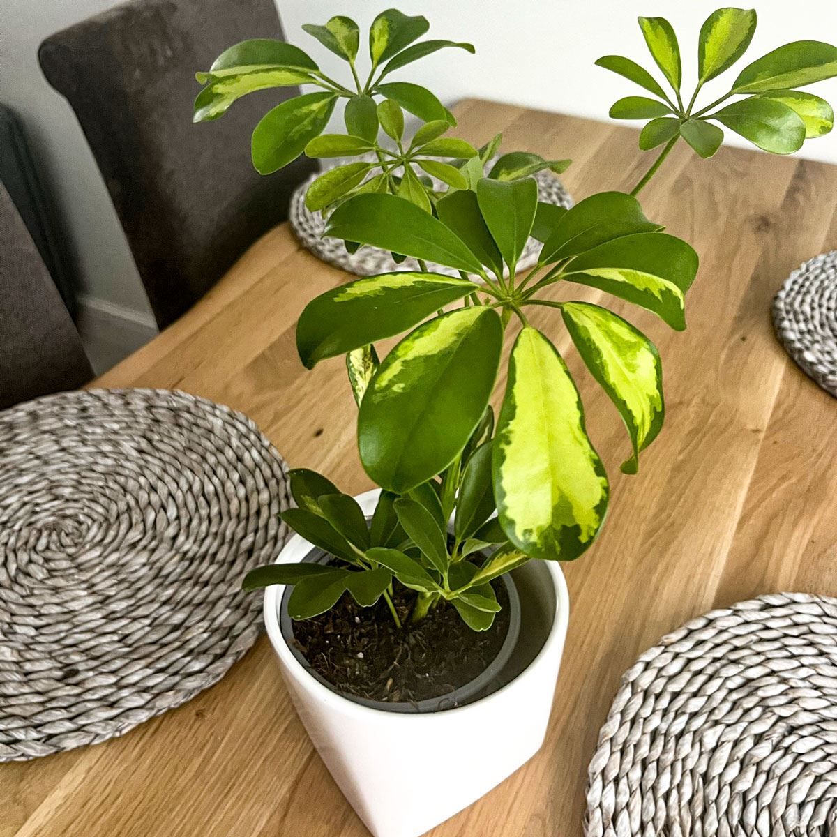 Schefflera Golden Capella | Houseplant 13cm Pot