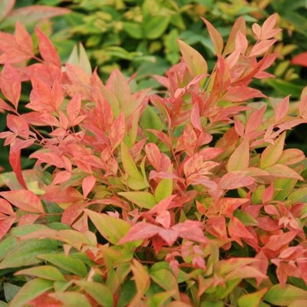Nandina Gulf Stream Heavenly Bamboo | 9cm Garden Ready Plant