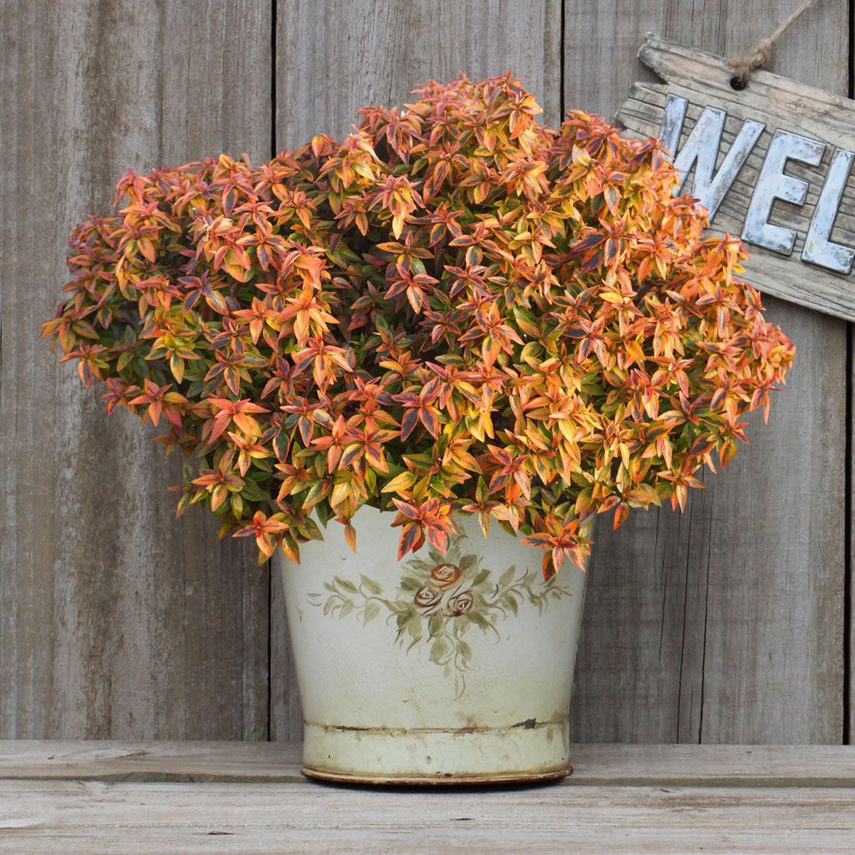 Abelia Kaleidoscope | 9cm Garden Ready Plant