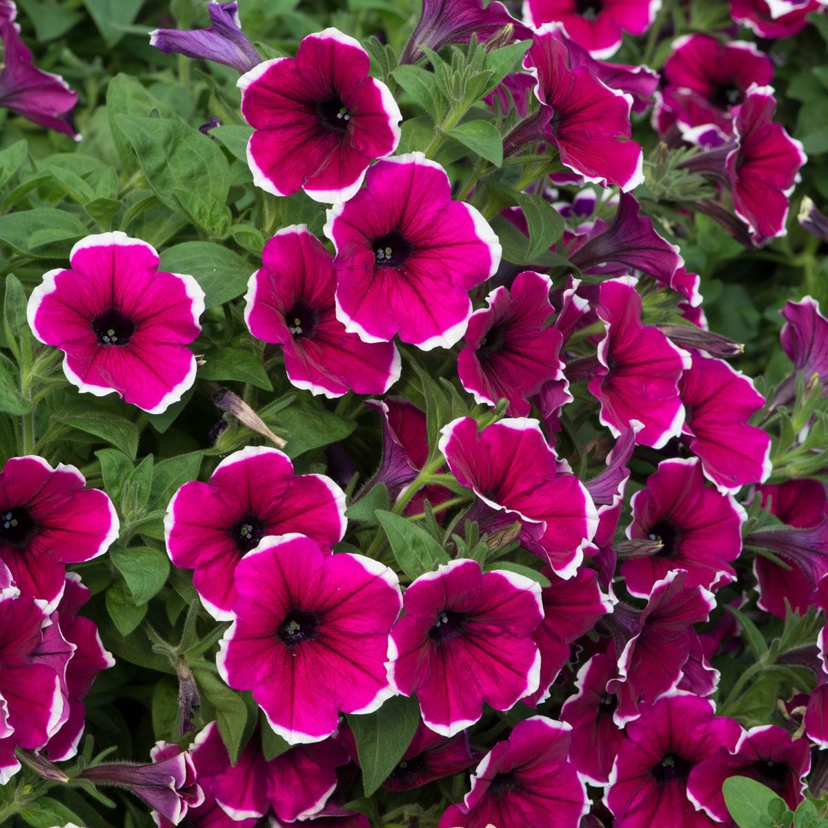 Petunia Cascadias Rim Cherry | 3 x 6cm Garden Ready Biodegradable ...