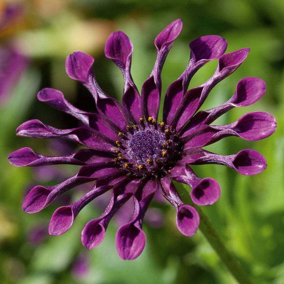 Purple Osteospermum