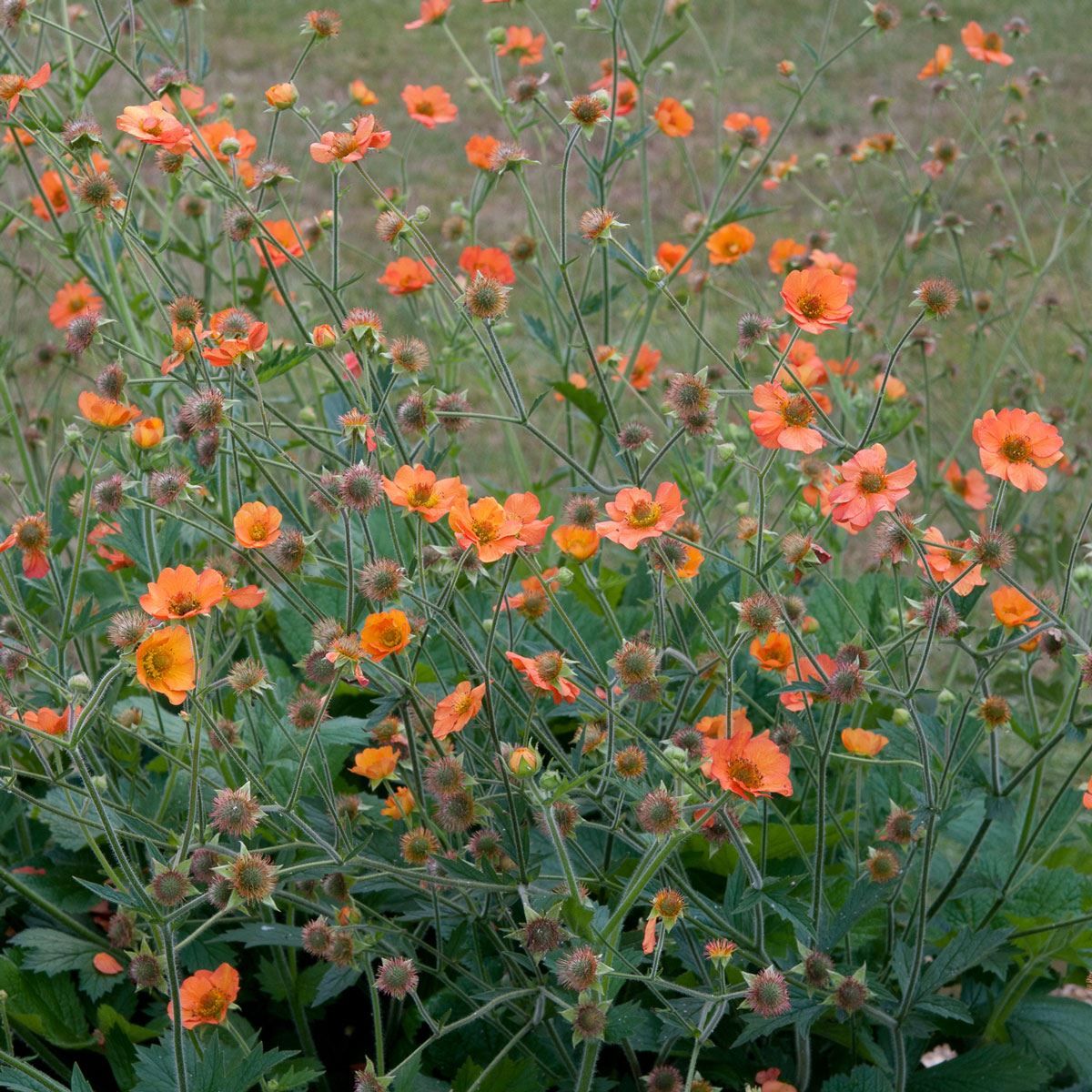 Geum Totally Tangerine | 9cm Garden Ready Plant