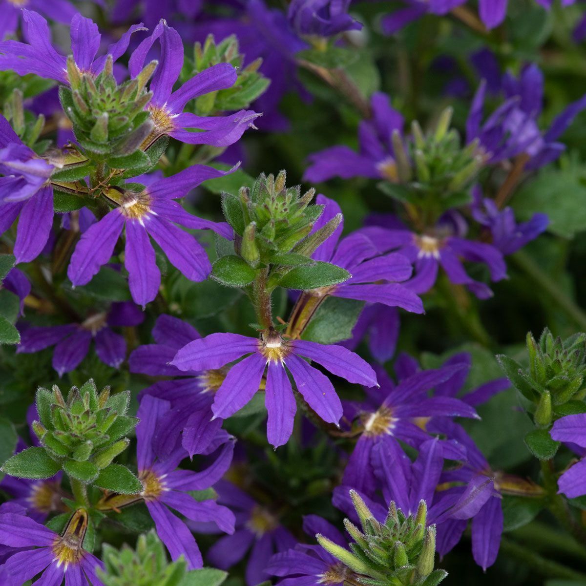 Scaevola Surdiva Deep Violet Blue | 3 x 6cm Garden Ready Biodegradable ...