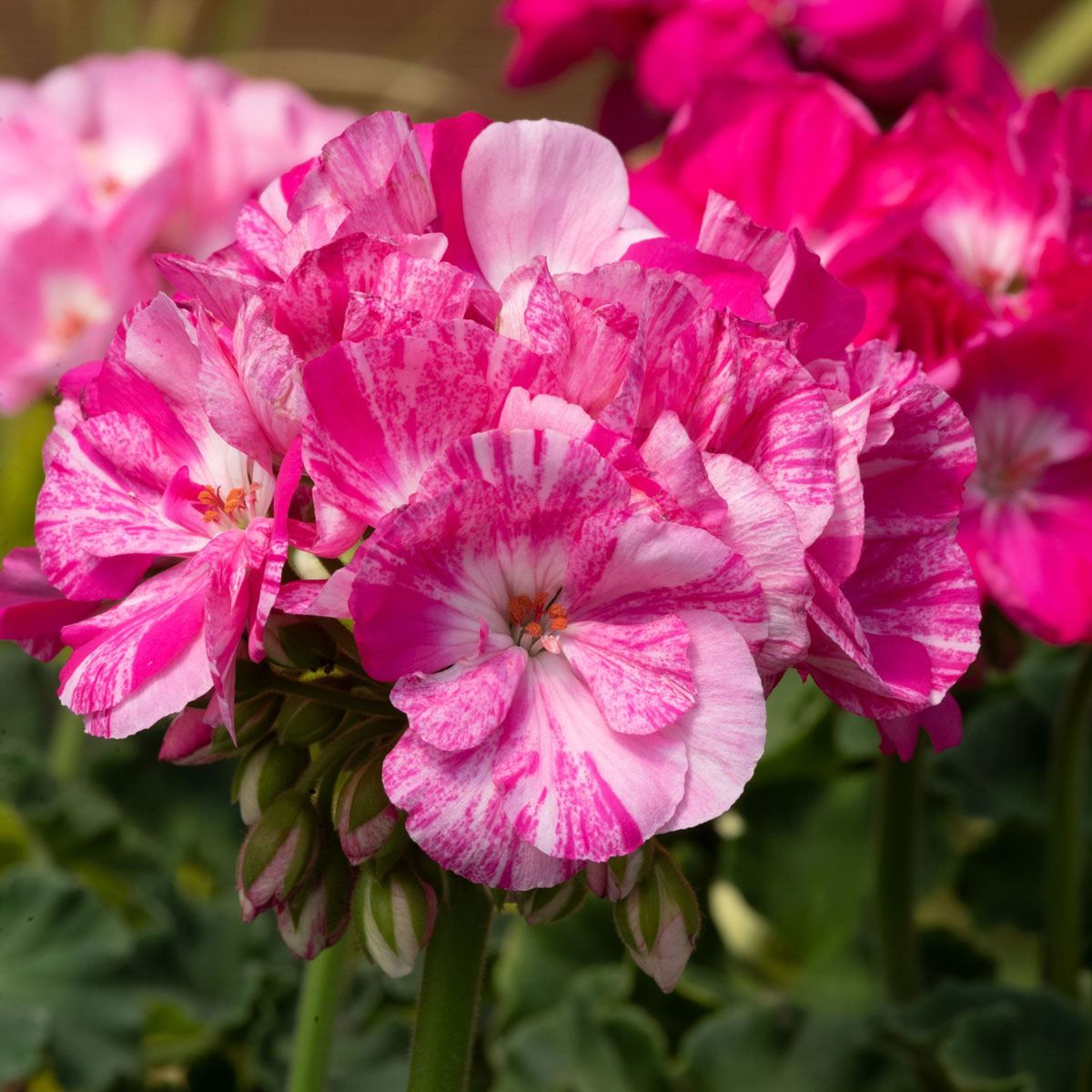 Geranium Flic Flac Violet Nova | 5 Large Plug Plants