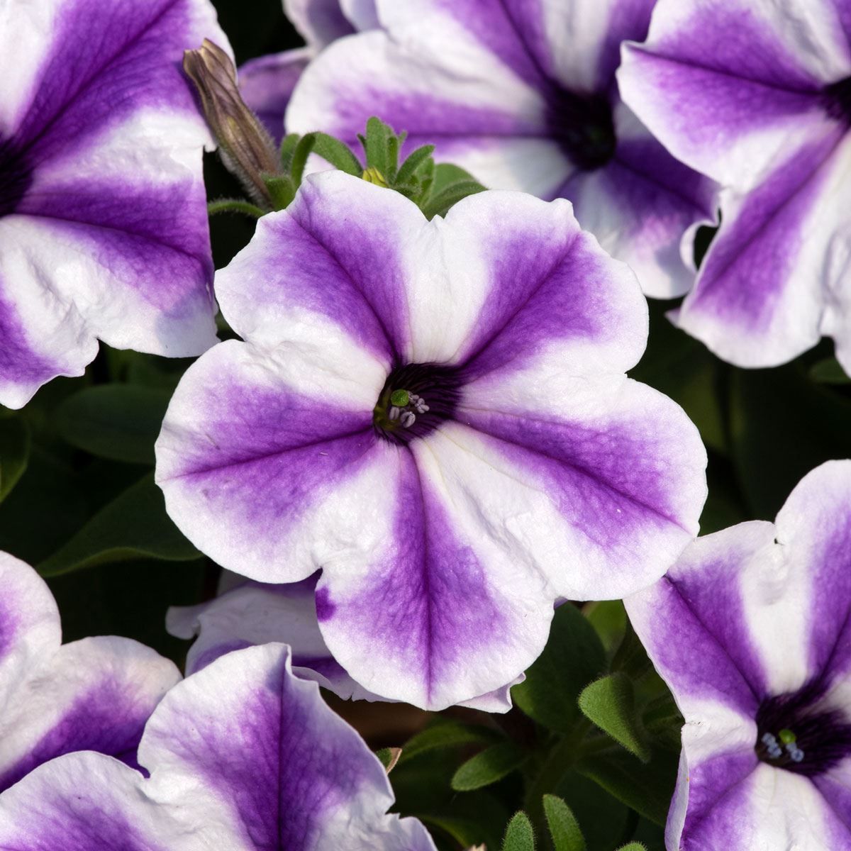 Surfinia Blue Lagoon Star | 5 Large Plug Plants