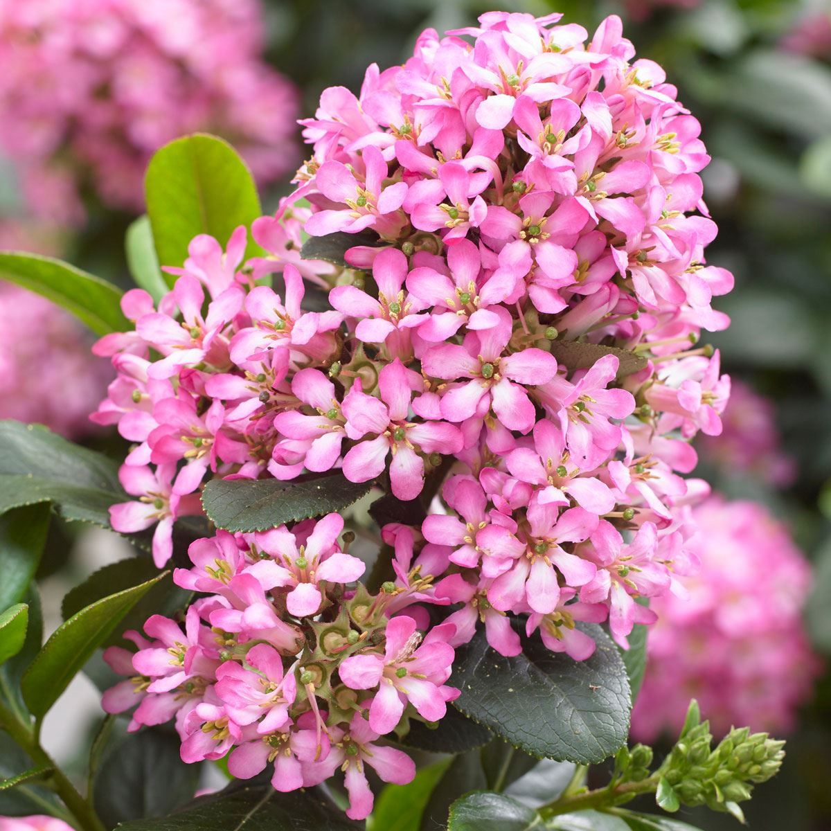 Escallonia Pink Elle | 9cm Garden Ready Plant
