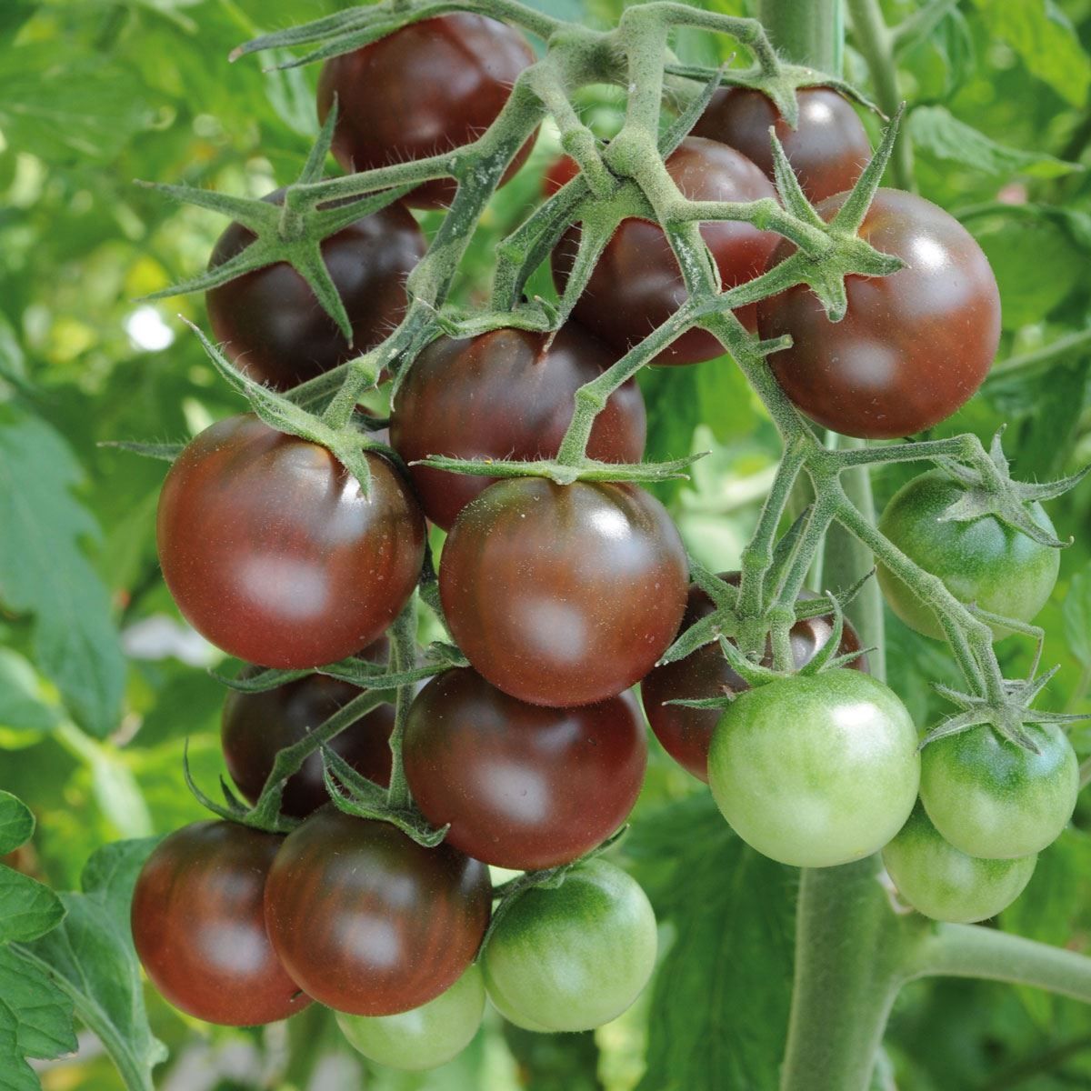Tomato Chocolate Cherry | 3 x 6cm Potted Tomato Plants