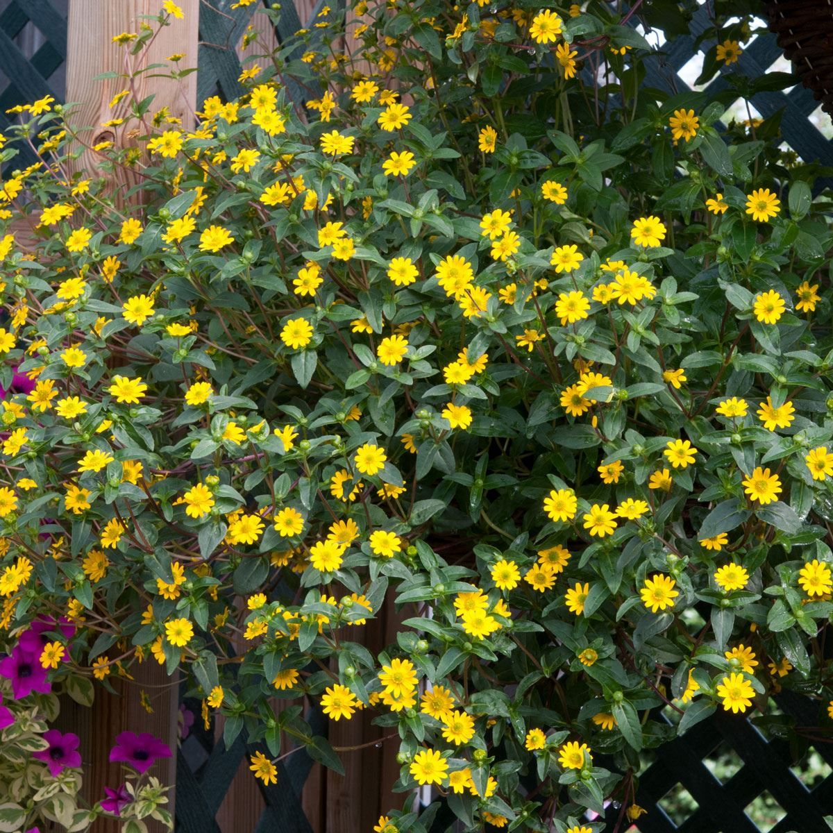 Sanvitalia Million Suns | 3 x 6cm Garden Ready Biodegradable Potted Plants